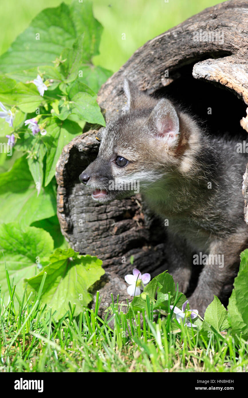 Urocyon cinereoargenteus hi-res stock photography and images - Alamy