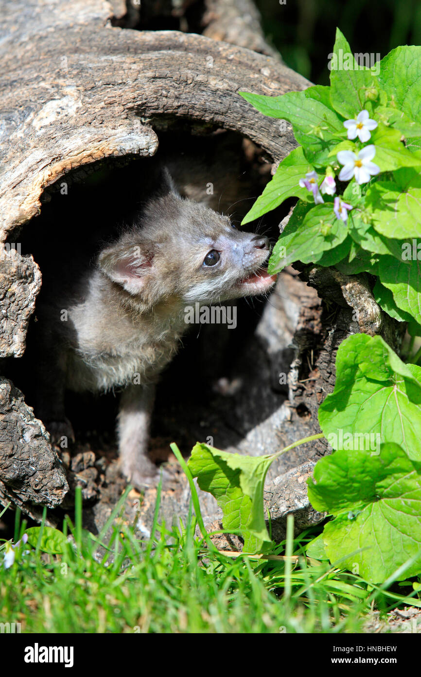 Gray fox, Urocyon cinereoargenteus, Montana, USA, North America, young ...