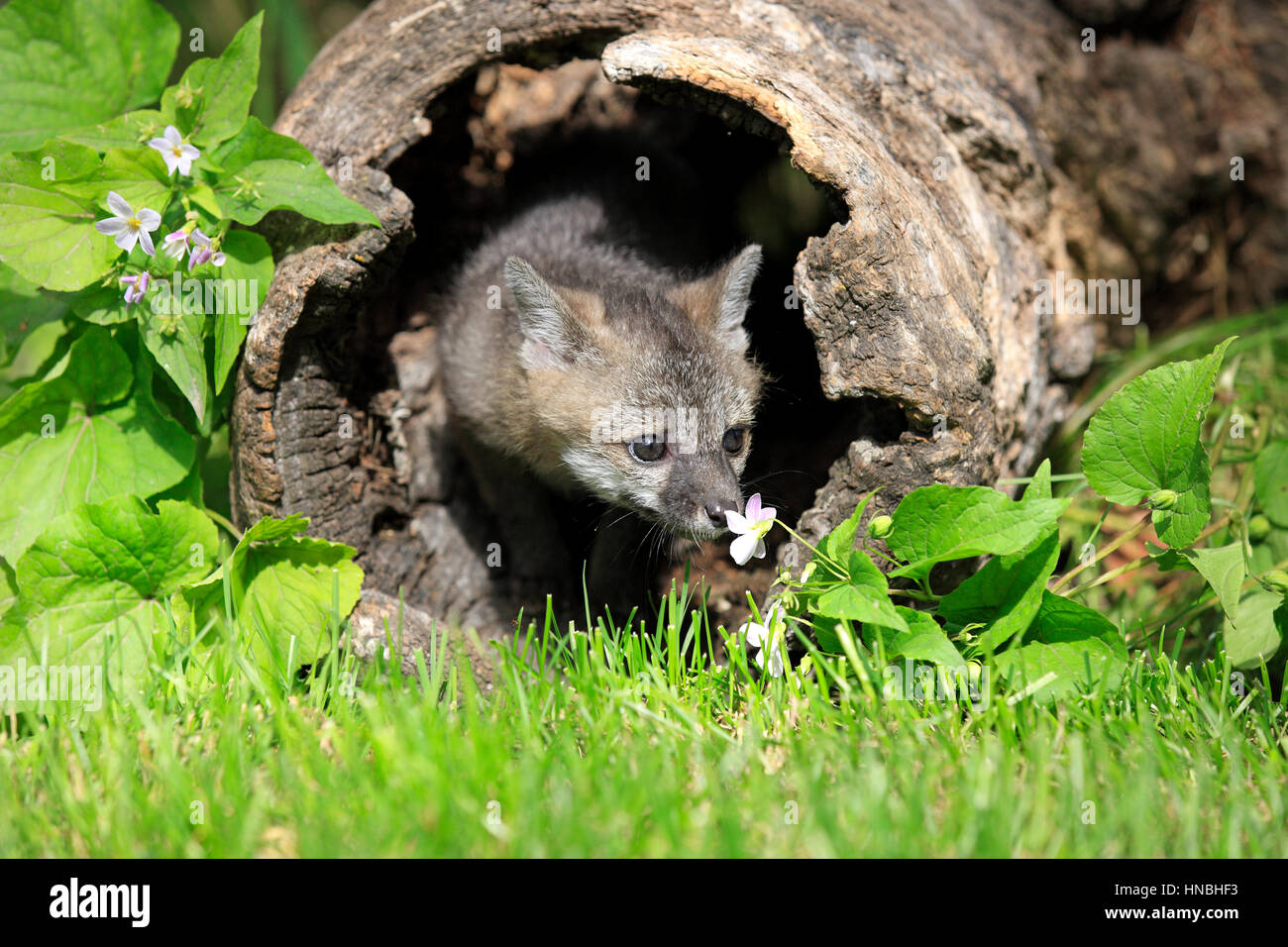 Urocyon cinereoargenteus hi-res stock photography and images - Alamy