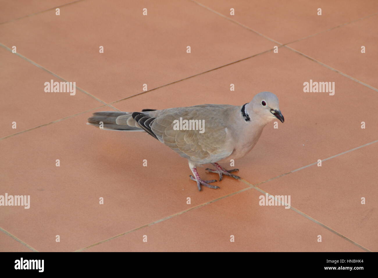 The Eurasian collared dove is species of dove native to warm temperate ...