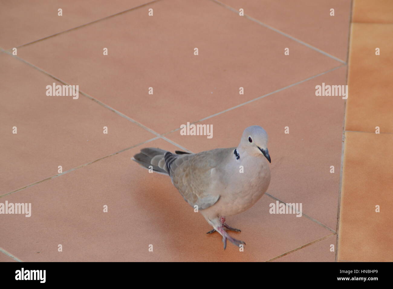 The Eurasian collared dove is species of dove native to warm temperate ...