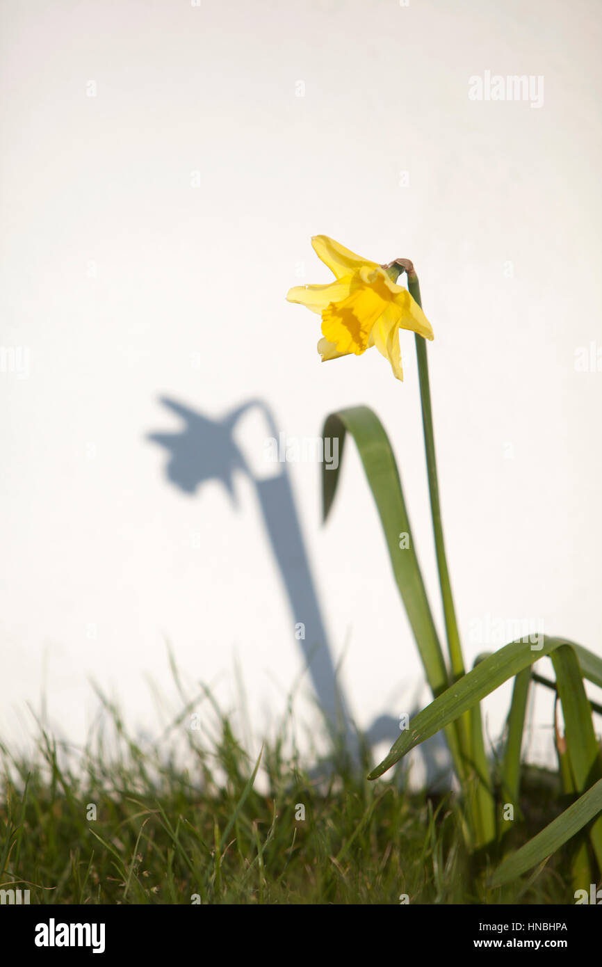 Daffodil border hi-res stock photography and images - Alamy