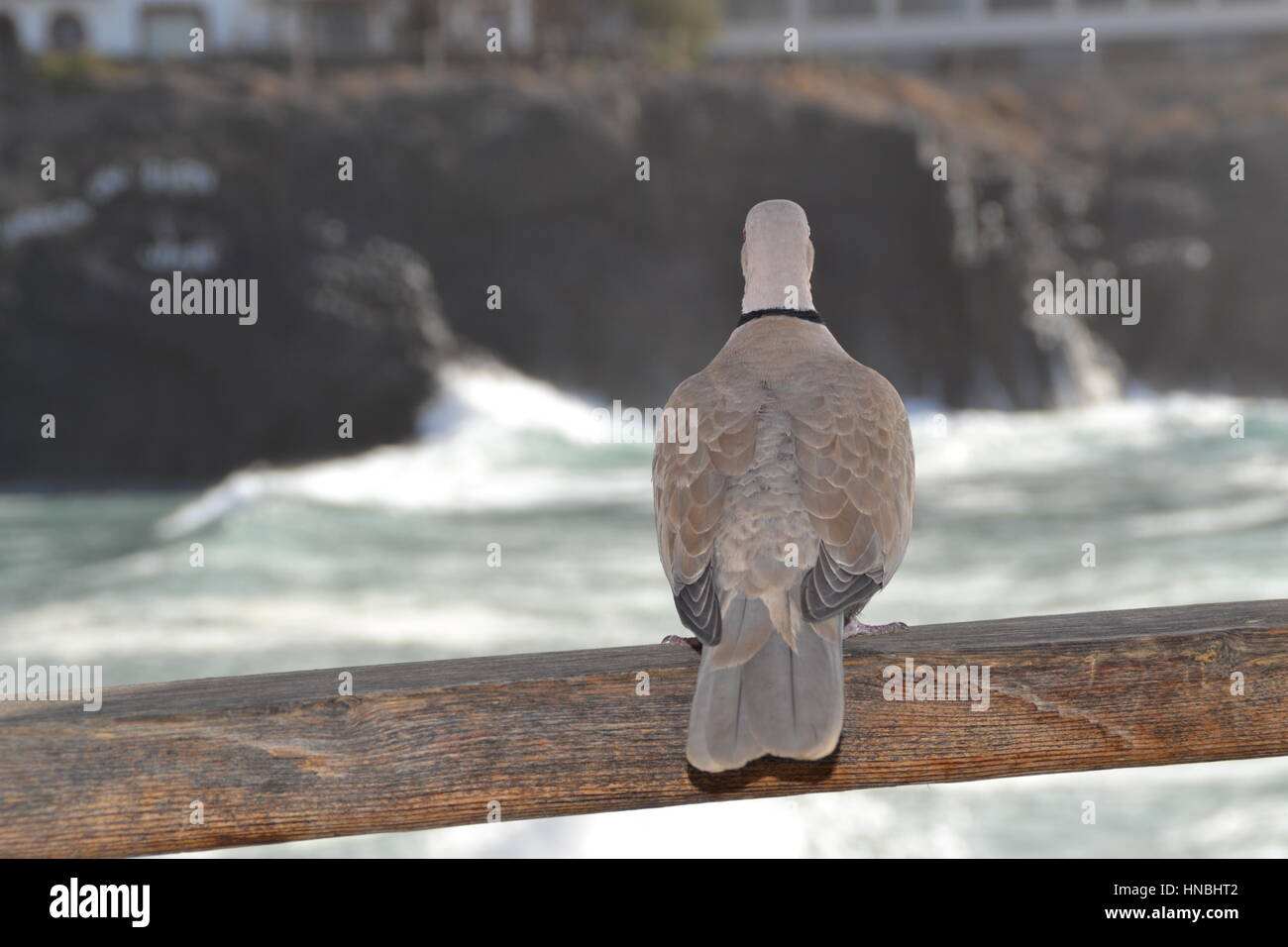The Eurasian collared dove is species of dove native to warm temperate ...