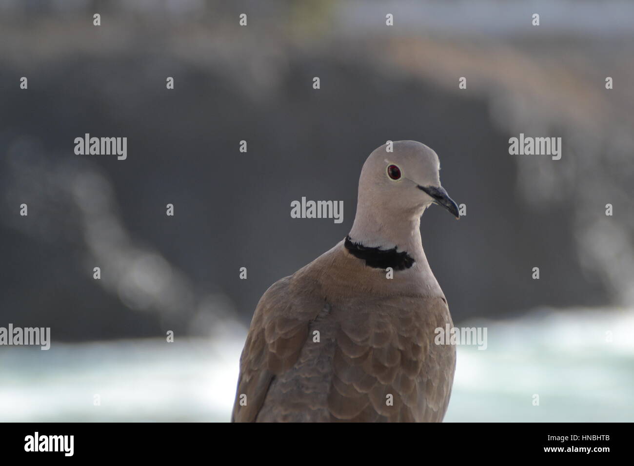 The Eurasian collared dove is species of dove native to warm temperate ...
