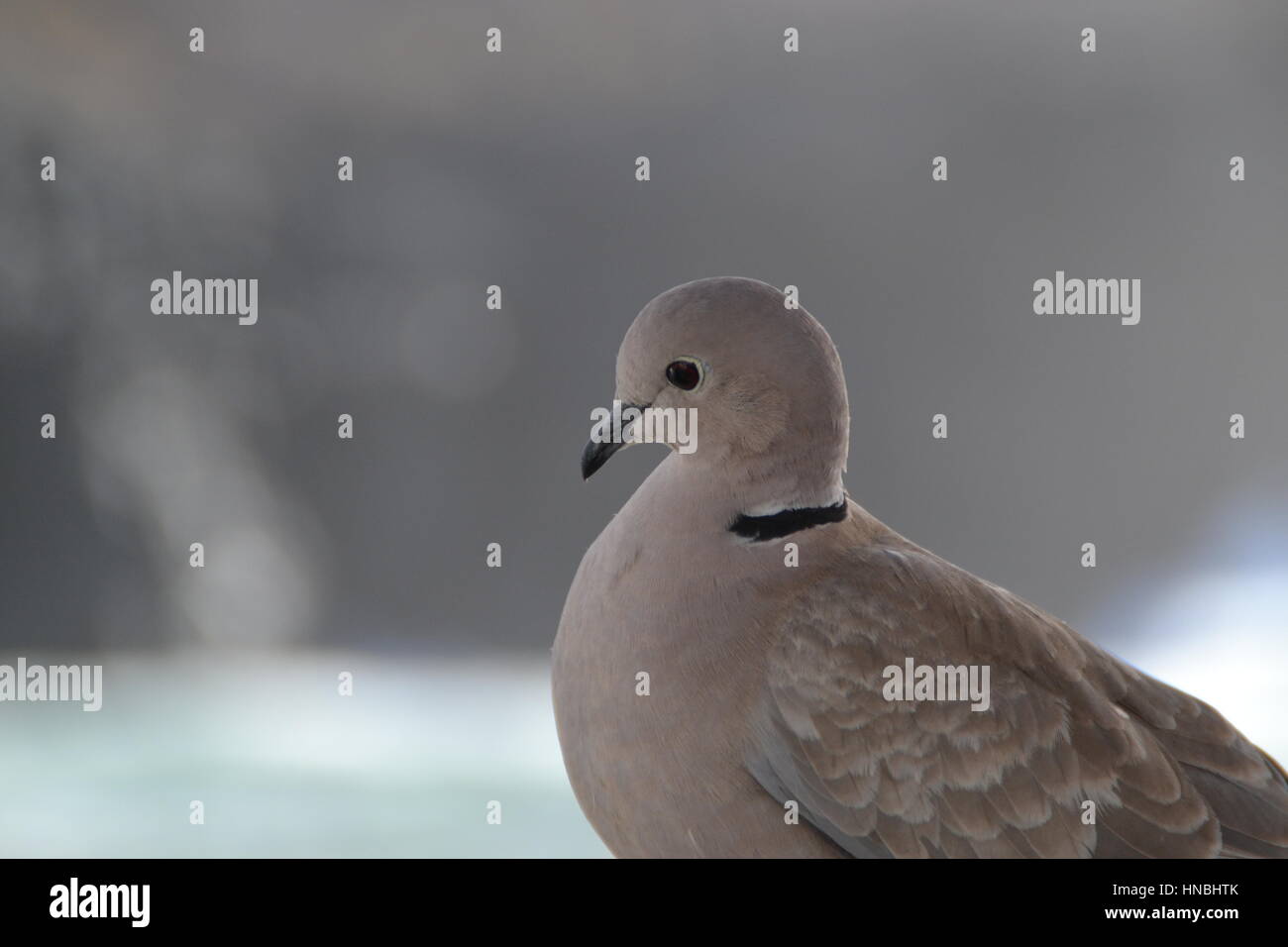 The Eurasian collared dove is species of dove native to warm temperate ...