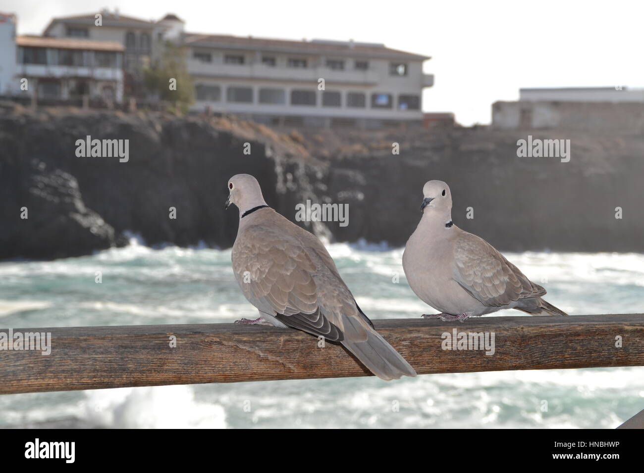 The Eurasian collared dove is species of dove native to warm temperate ...