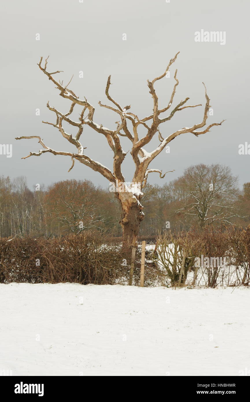 Dead tree in Winter Stock Photo - Alamy