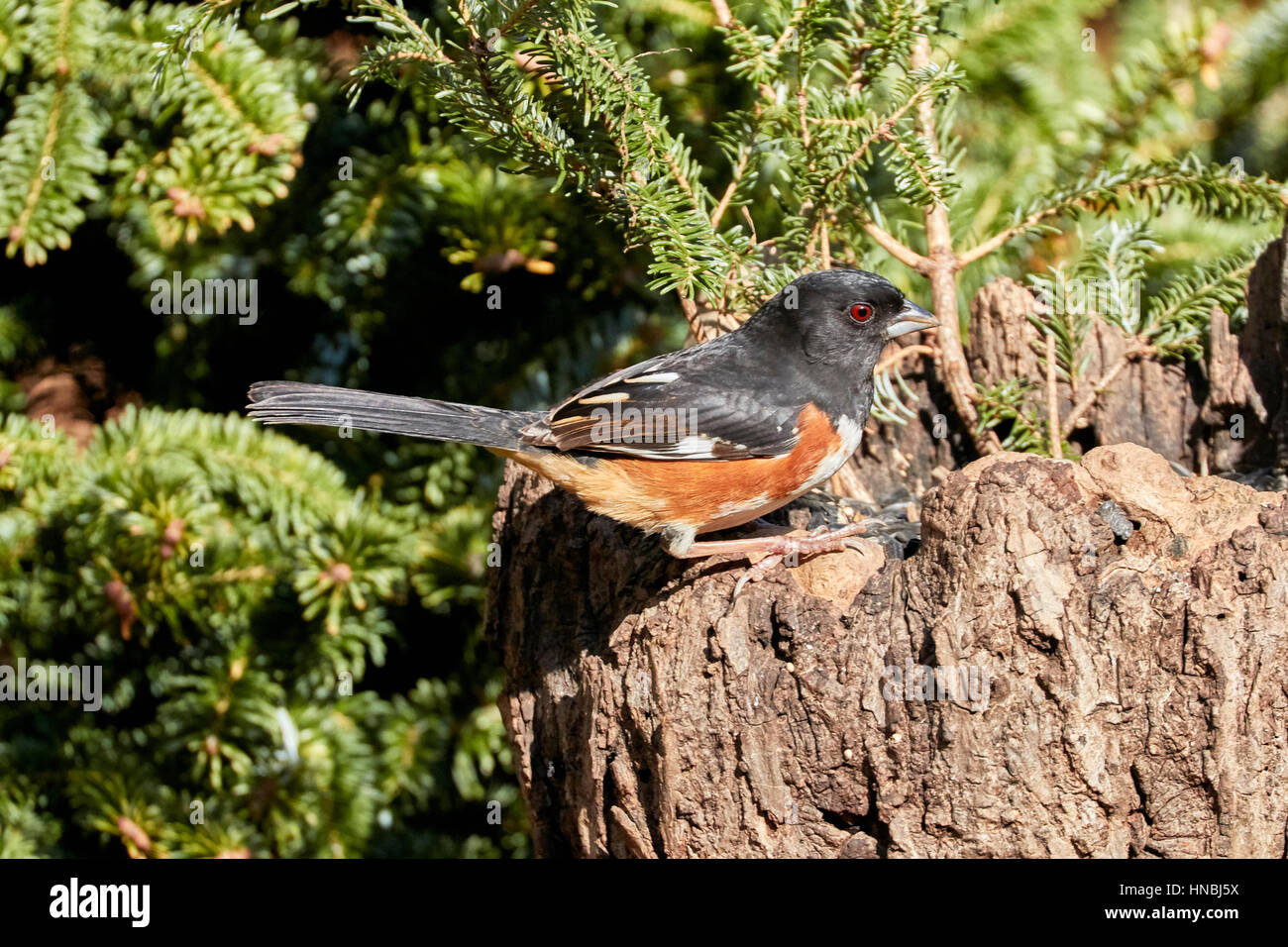 Towhee bird songbird hi-res stock photography and images - Alamy