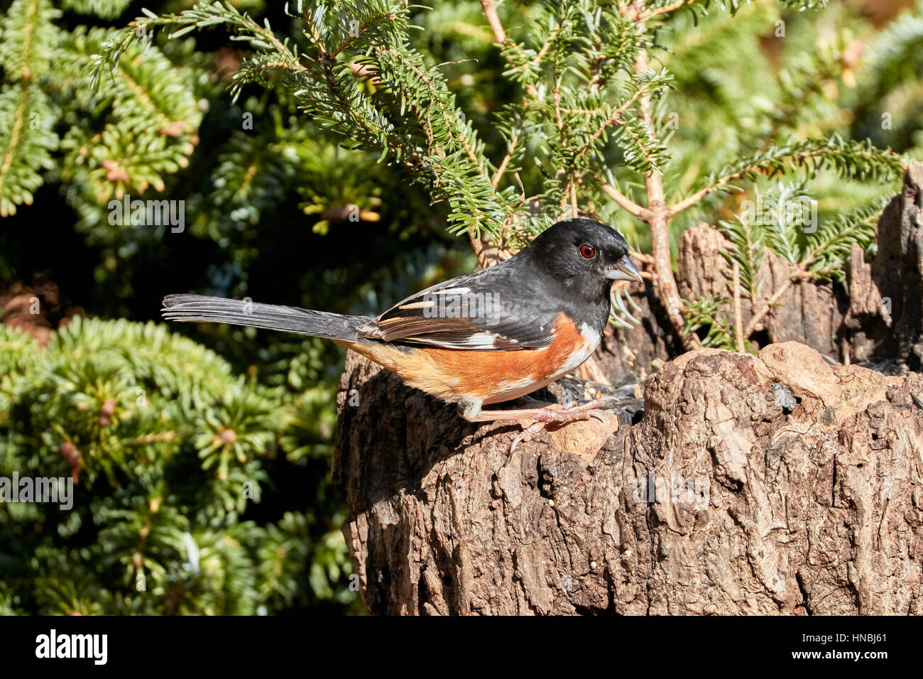 Towhee hi-res stock photography and images - Alamy