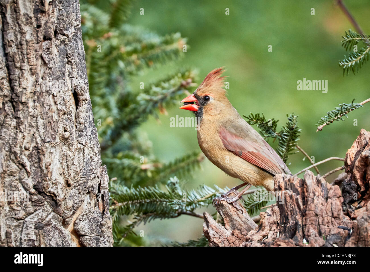 Cardinal nesting hi-res stock photography and images - Alamy
