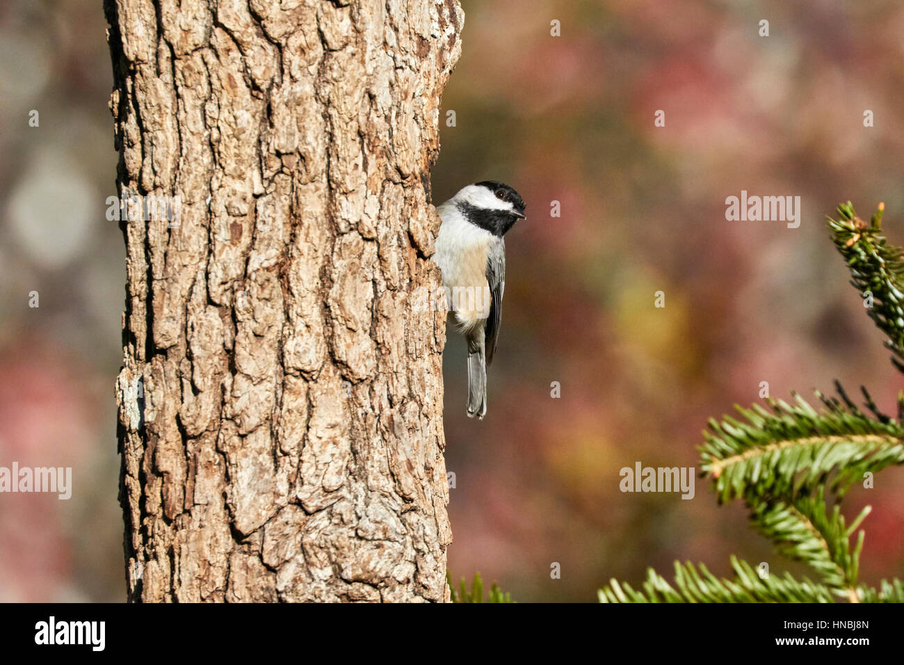 State bird of maine hi-res stock photography and images - Alamy