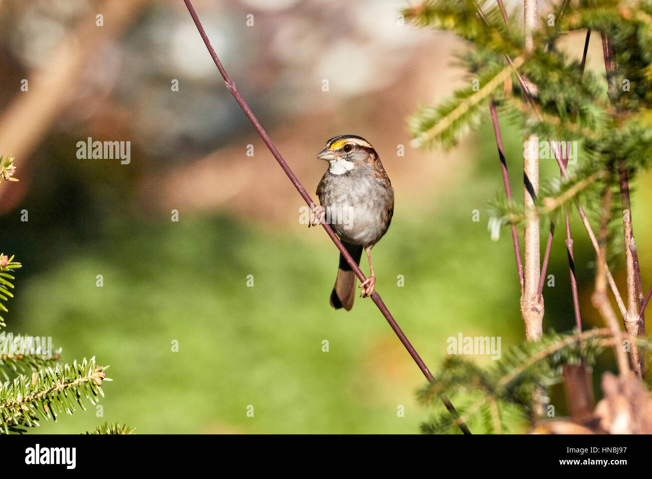 Migrating sparrow hi-res stock photography and images - Alamy