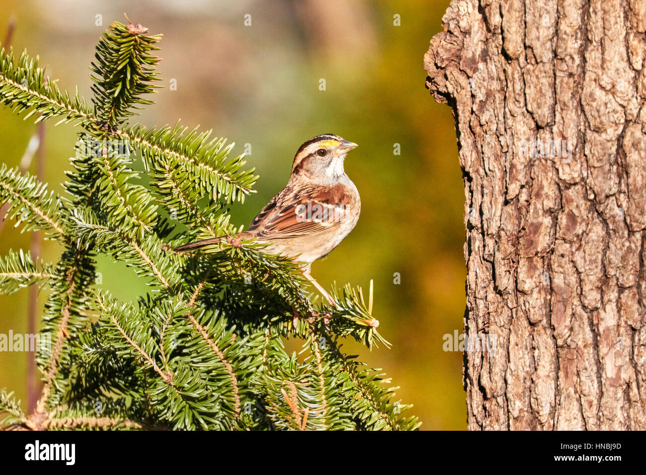 Migrating sparrow hi-res stock photography and images - Alamy