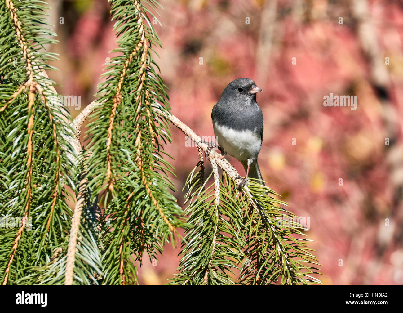 Dark eyed junco in the snow hi-res stock photography and images - Alamy