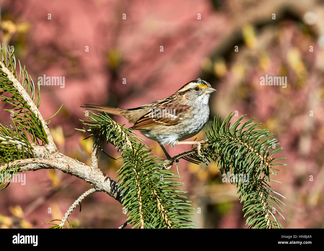 Migrating sparrow hi-res stock photography and images - Alamy
