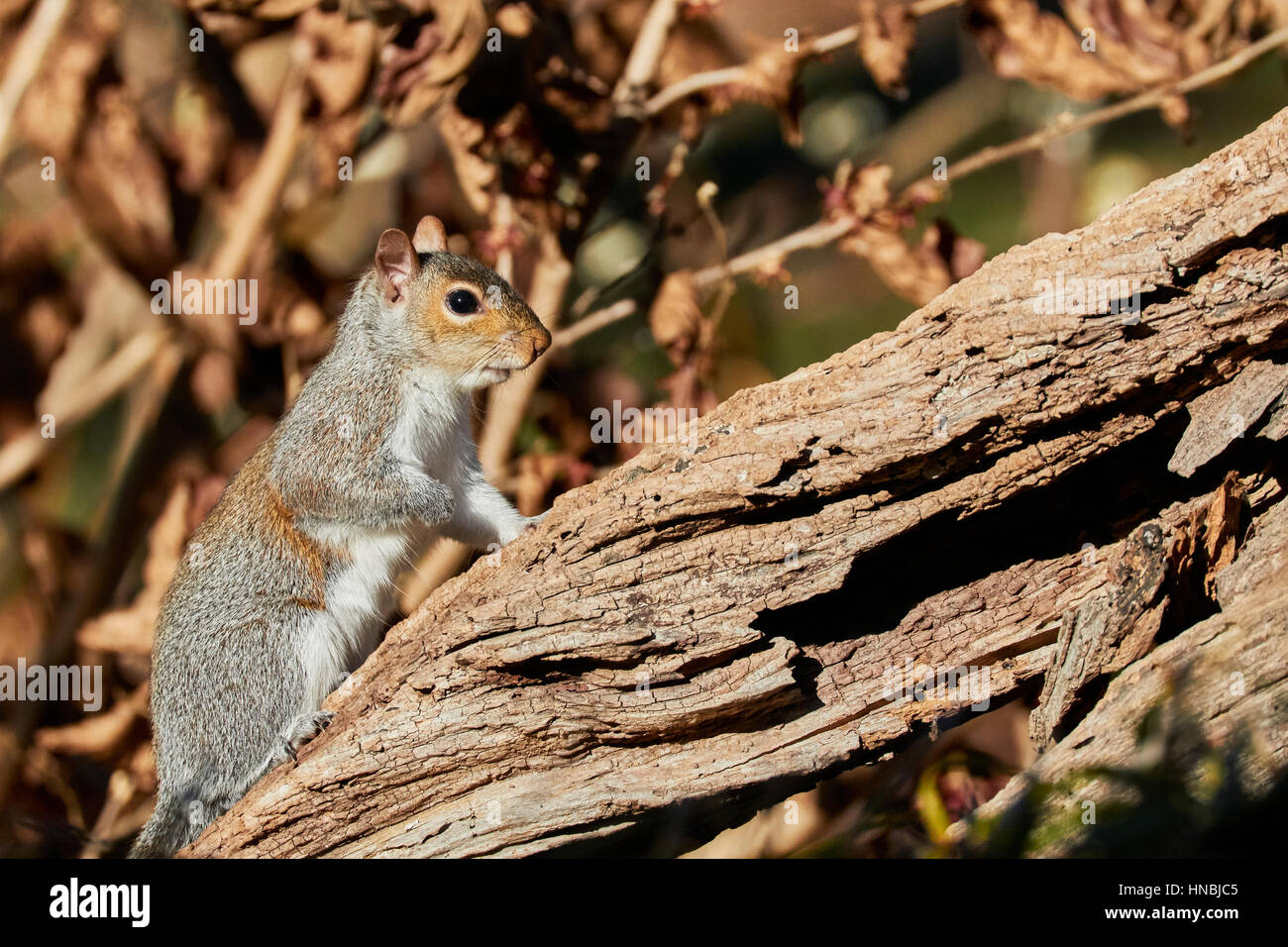 Parks squirrel hi-res stock photography and images - Alamy