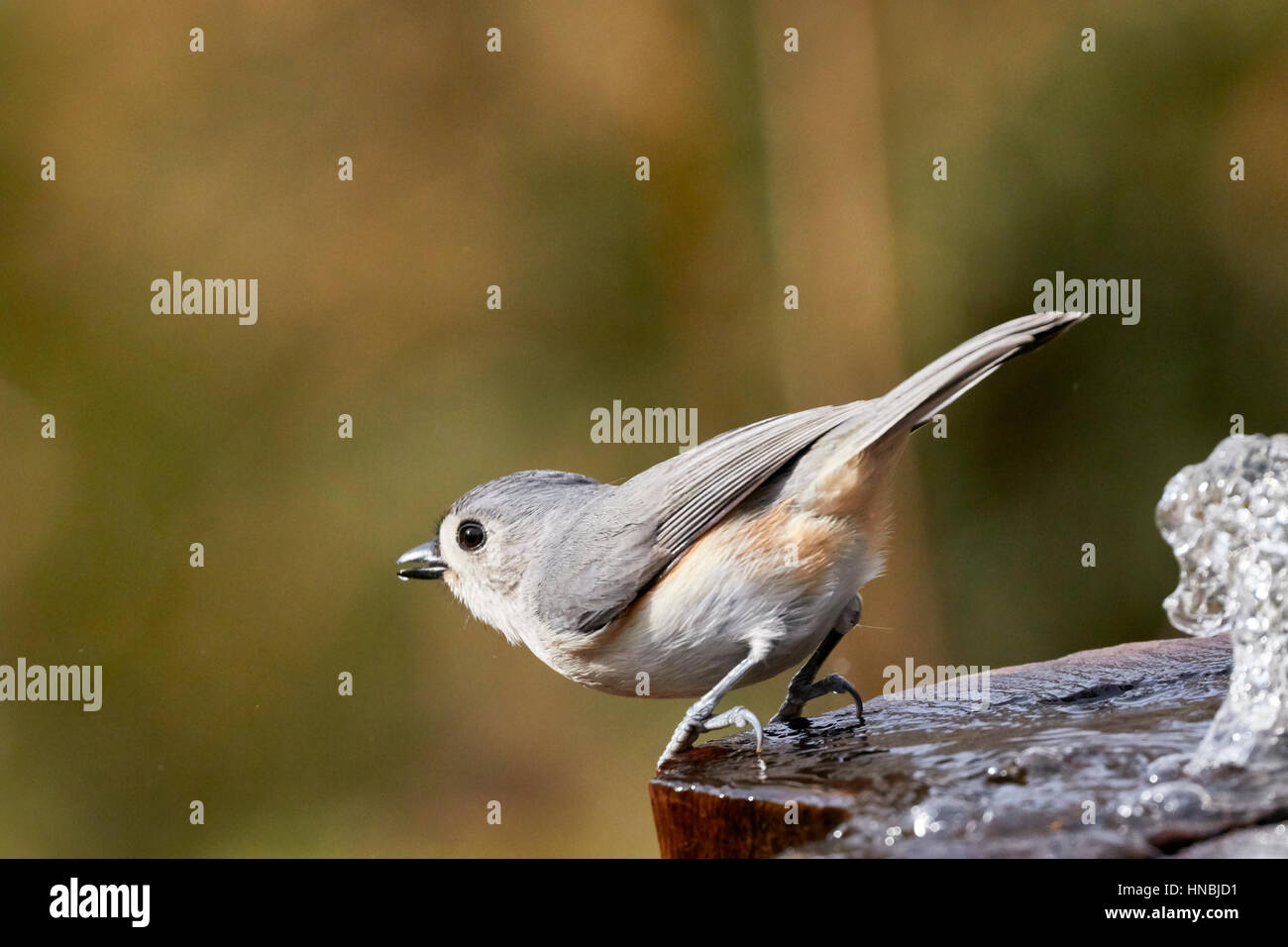 Stump cavity hi-res stock photography and images - Alamy