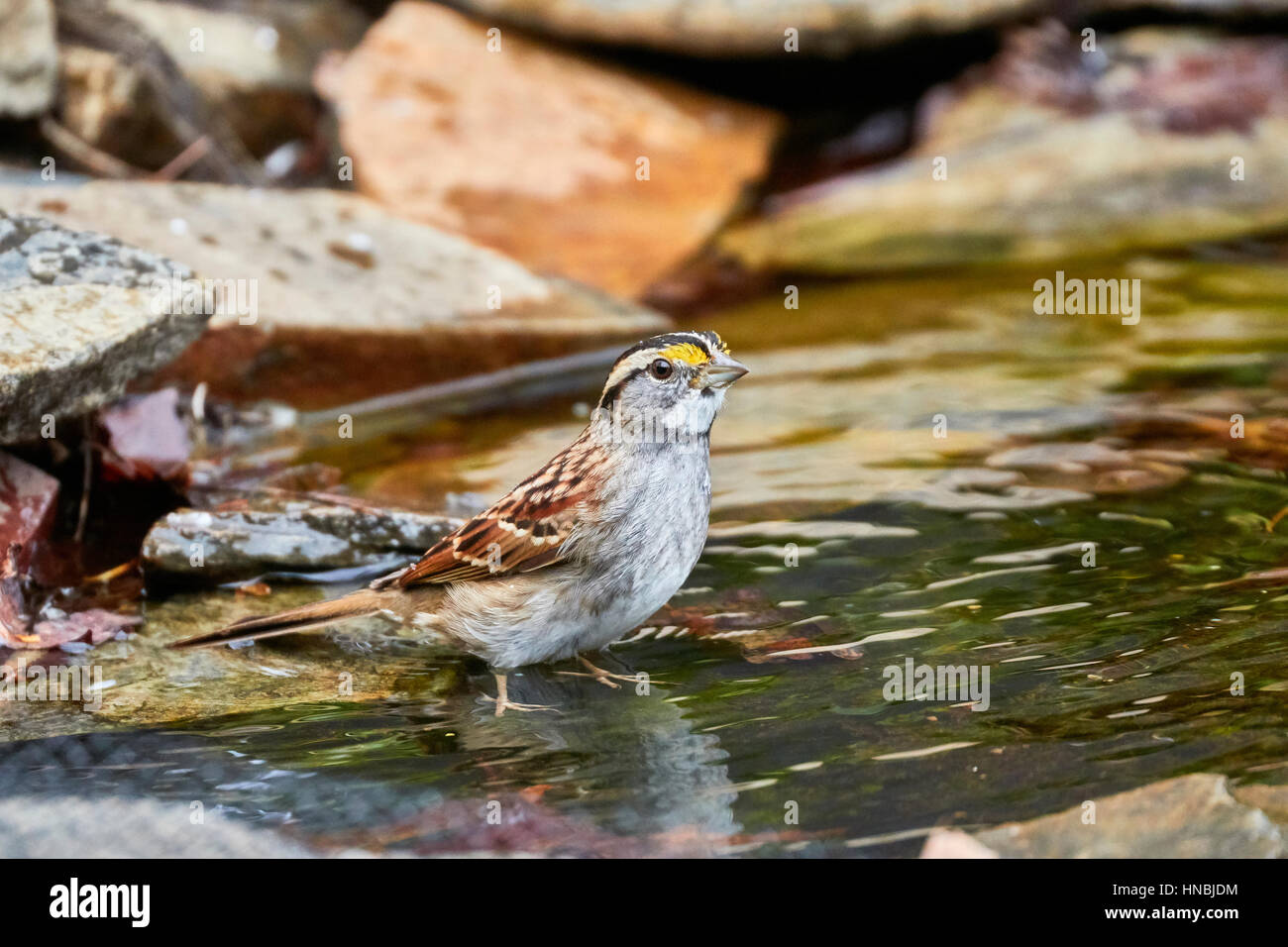 Migrating sparrow hi-res stock photography and images - Alamy