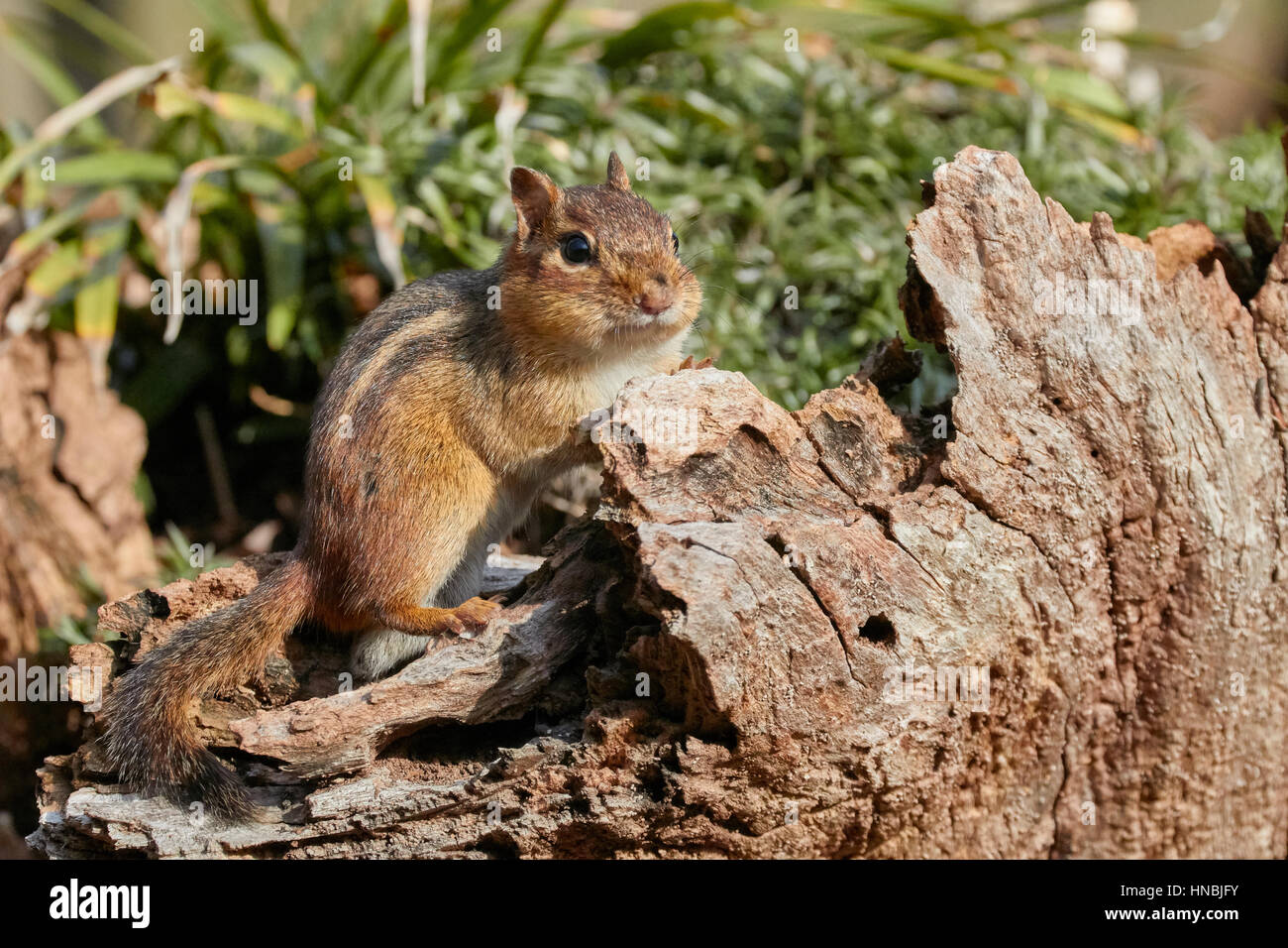 Chipmunk on fence hi-res stock photography and images - Alamy