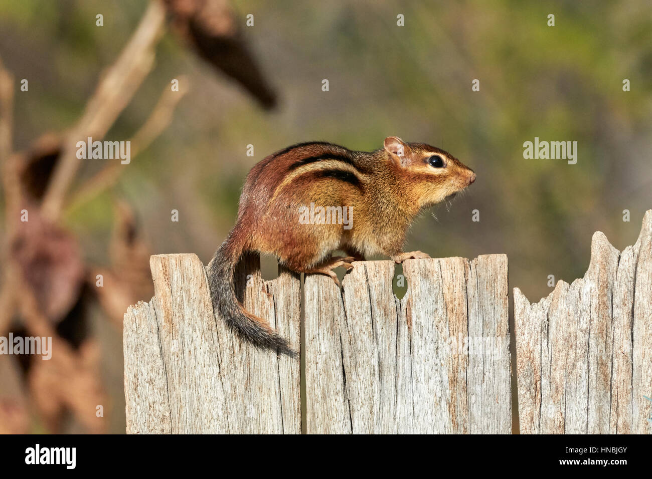 Insect feeder hi-res stock photography and images - Alamy