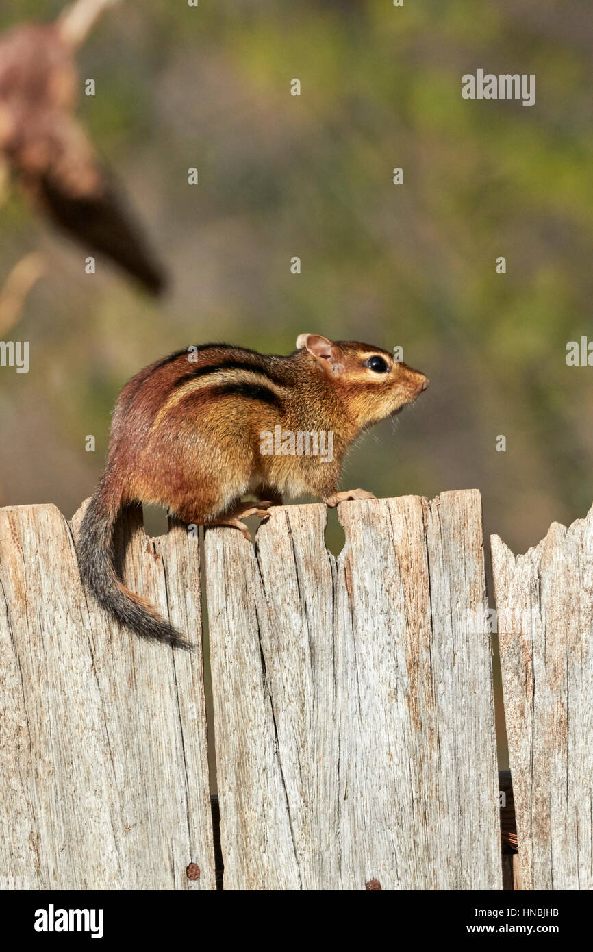 Chipmunk on fence hi-res stock photography and images - Alamy