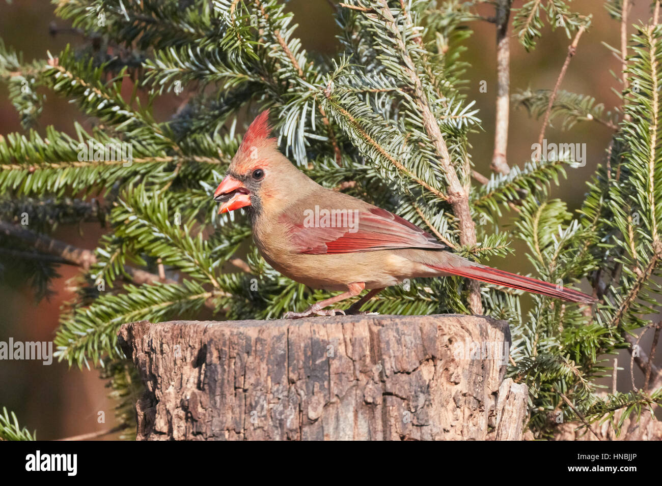 Eastern cardinal hi-res stock photography and images - Alamy
