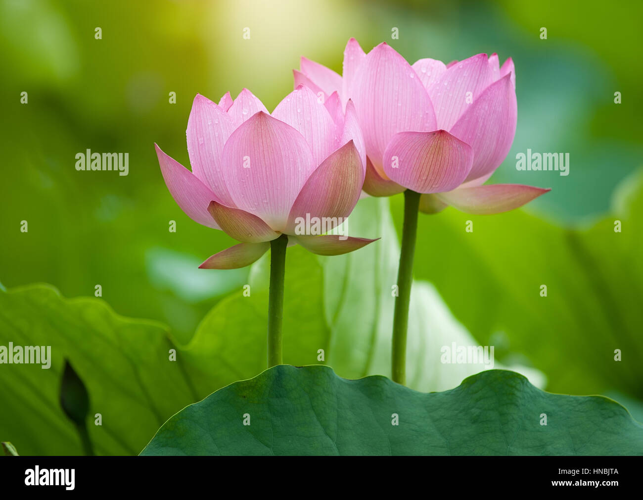 Lotus flower and Lotus flower plants Stock Photo - Alamy