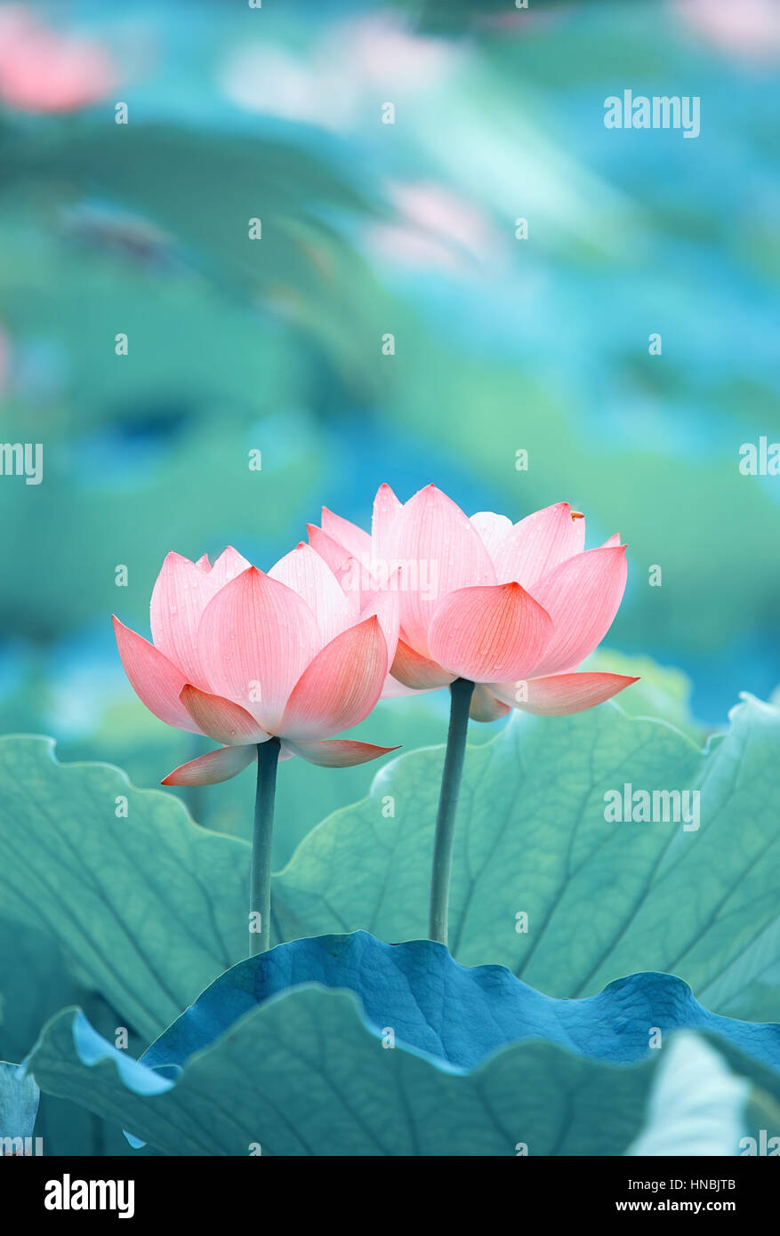 Lotus flower and Lotus flower plants Stock Photo - Alamy