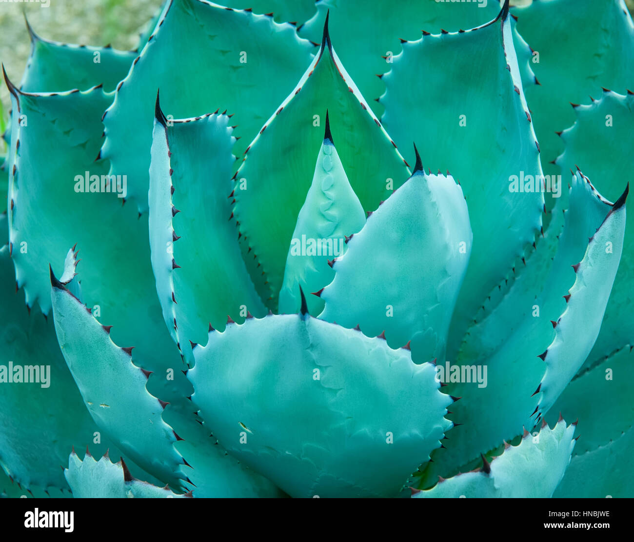 Sharp pointed agave plant leaves Stock Photo - Alamy
