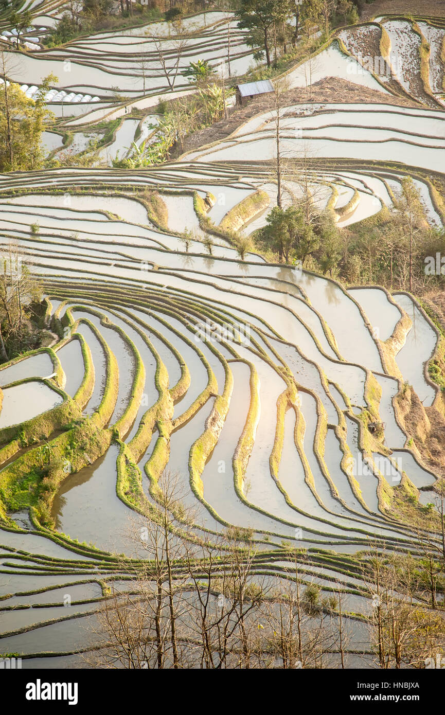 rice terraces of yuanyang in yunnan, china Stock Photo - Alamy