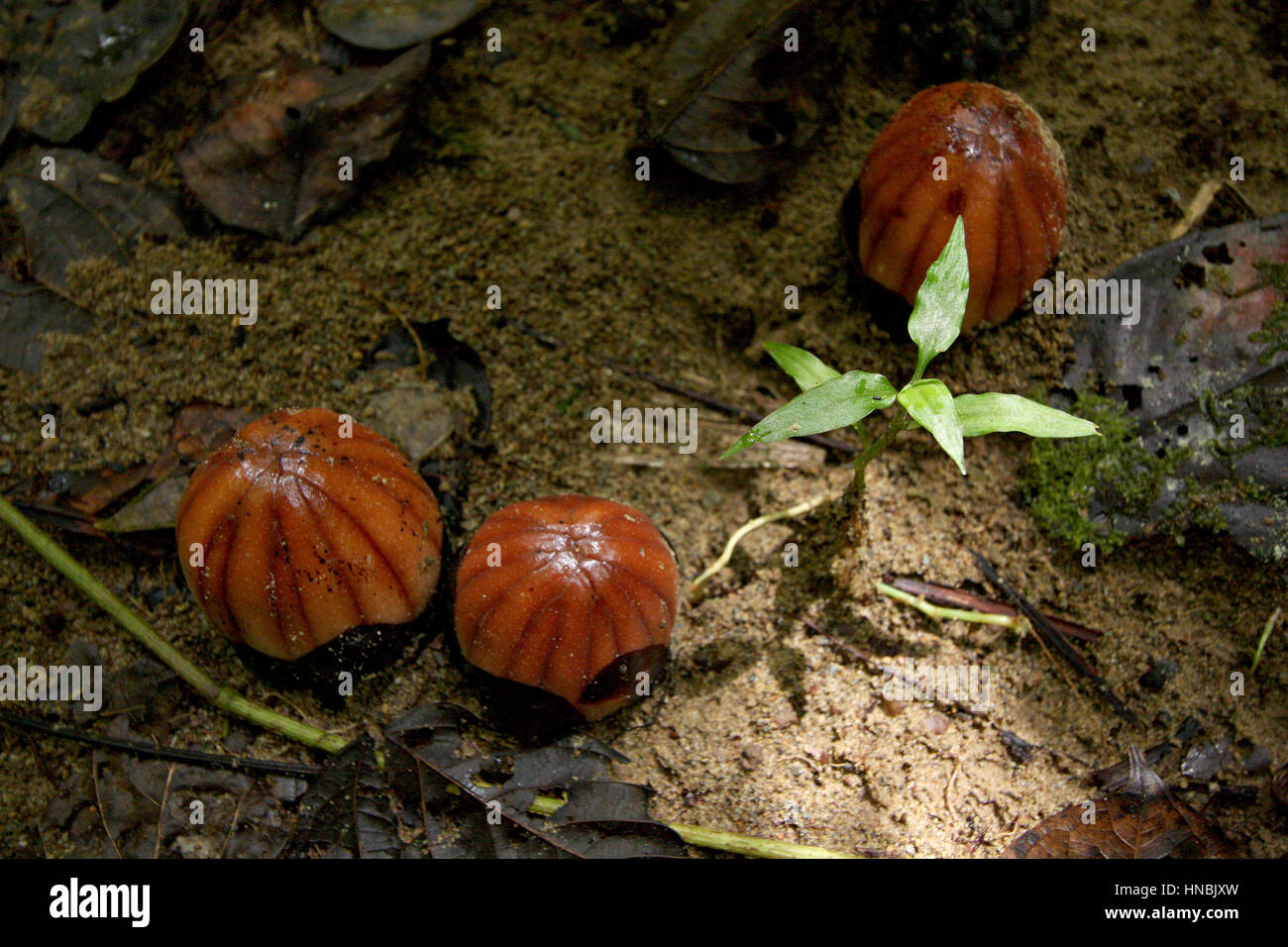 rafflesia bud at Sabah, Borneo Island Stock Photo - Alamy