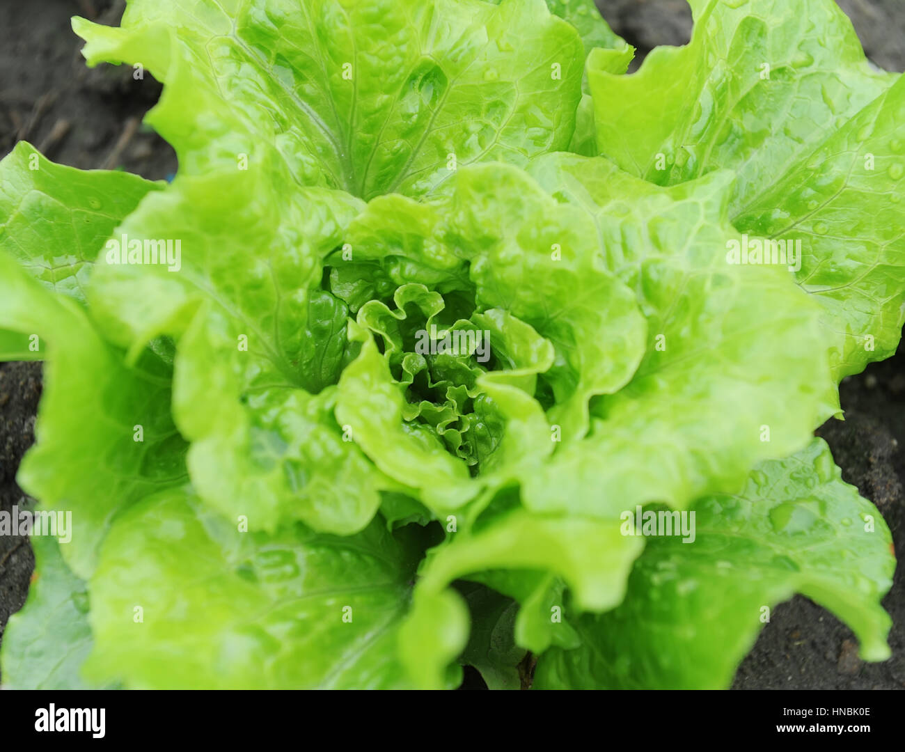 lettuce plant in field Stock Photo - Alamy