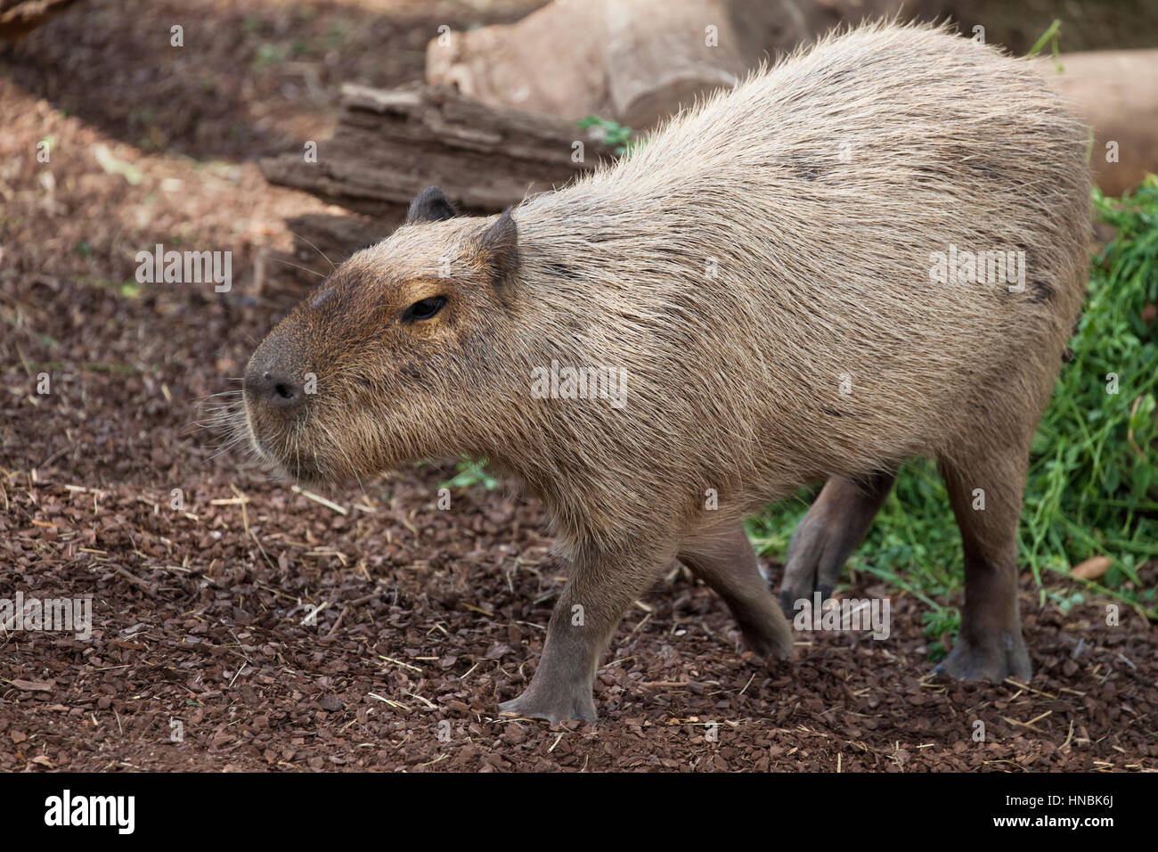 Capybara (hydrochoerus hydrochaeris). hi-res stock photography and ...