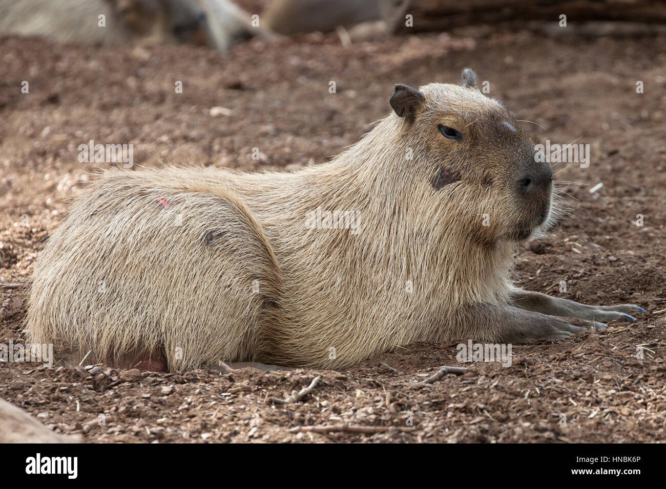 Tropical rodent hi-res stock photography and images - Alamy