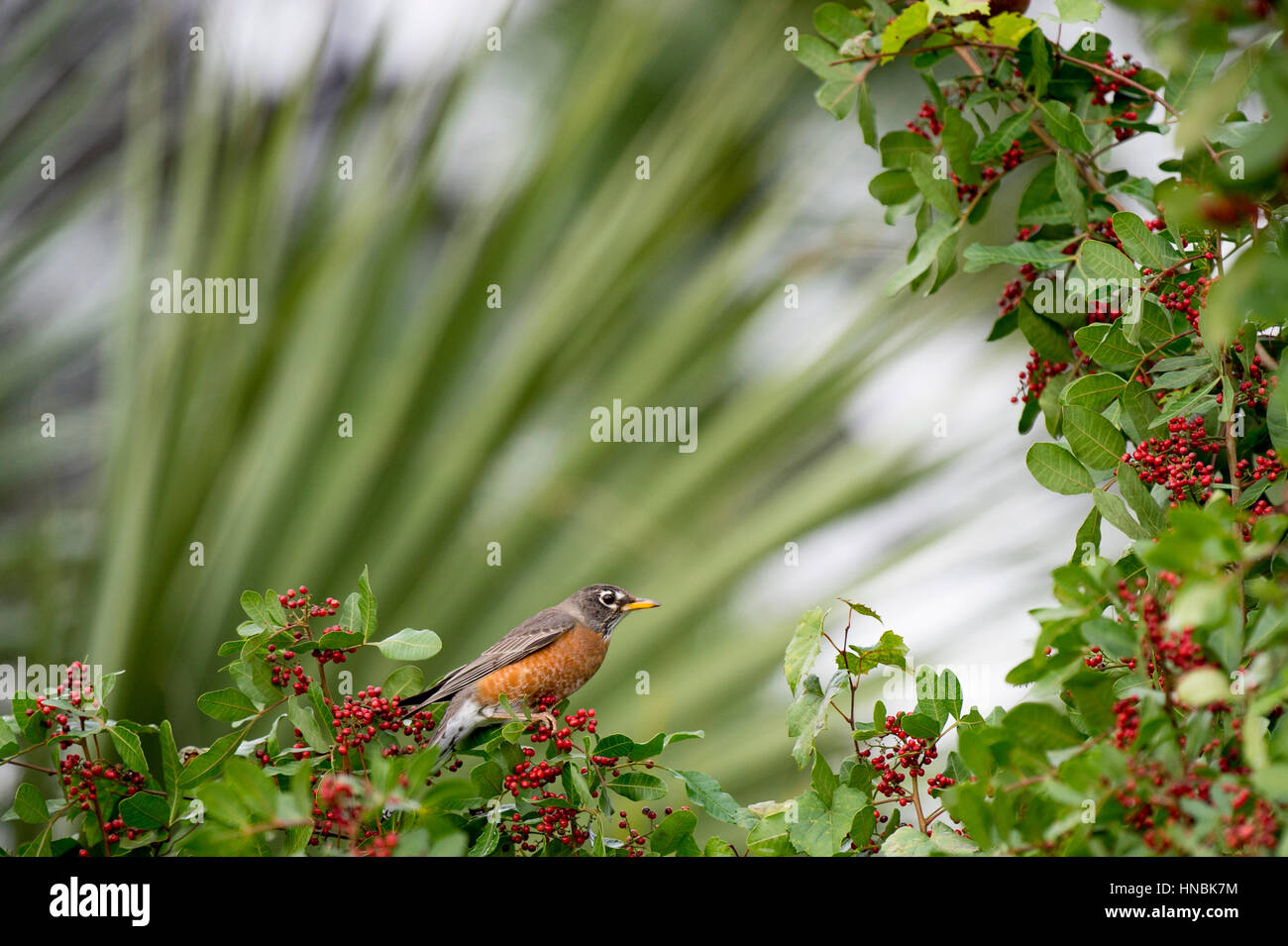 An American Robin perches in a tree branch covered in red berries in ...