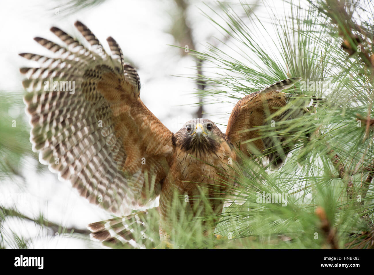 A Red-shouldered Hawk flaps its wings while standing in a pine tree in ...