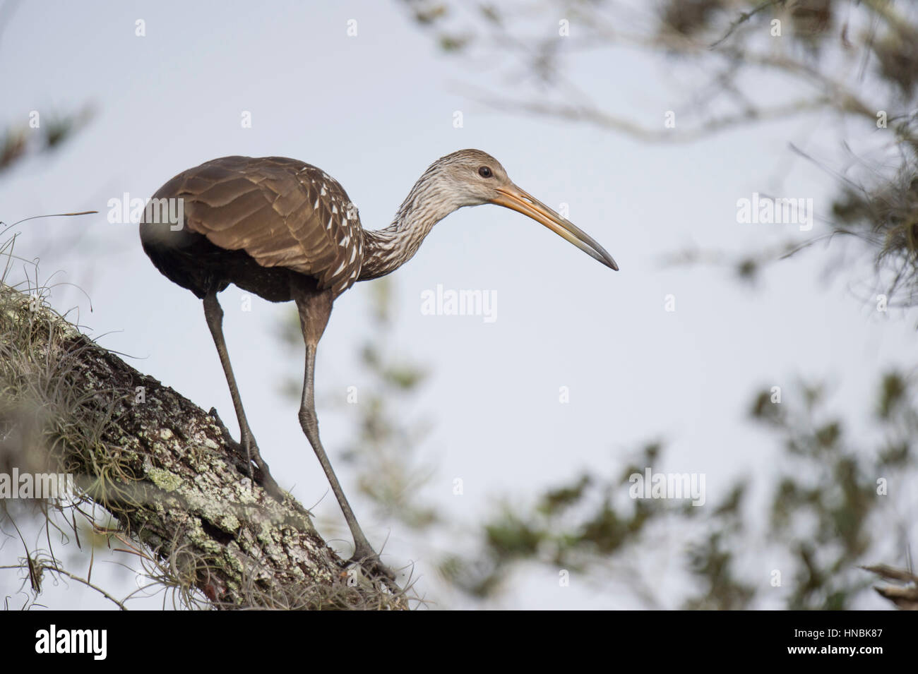 Sunny perches hi-res stock photography and images - Alamy