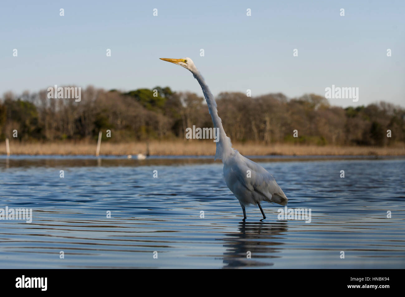 A Great Egret stalks the shallow water with a spotlight of sun on its ...