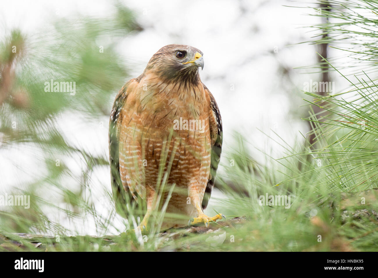 Red-shouldered Hawk staring out from its perch on a pine tree in soft ...