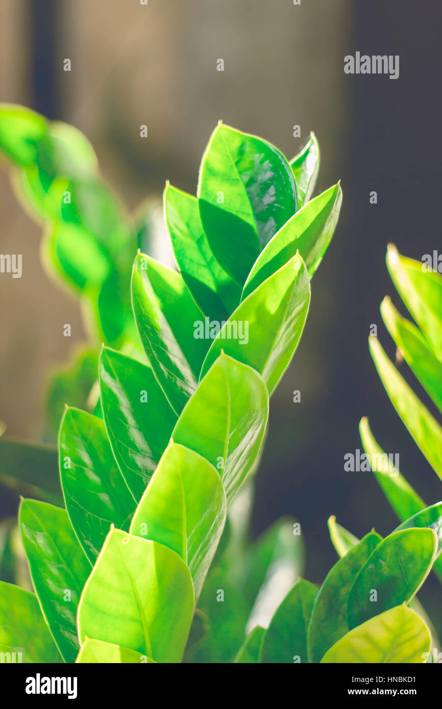 leaves under sun light look beautiful very much Stock Photo - Alamy