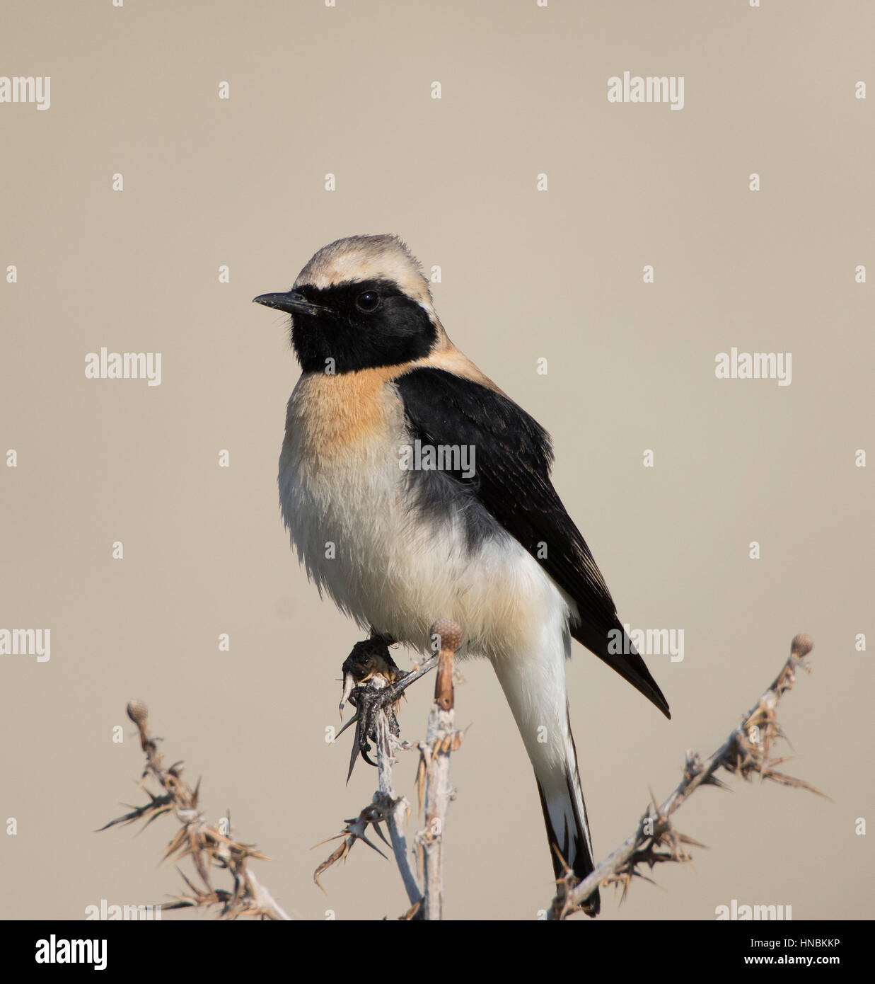 Adult Male Black eared Wheatear eastern race Oenanthe melanoleuca on ...