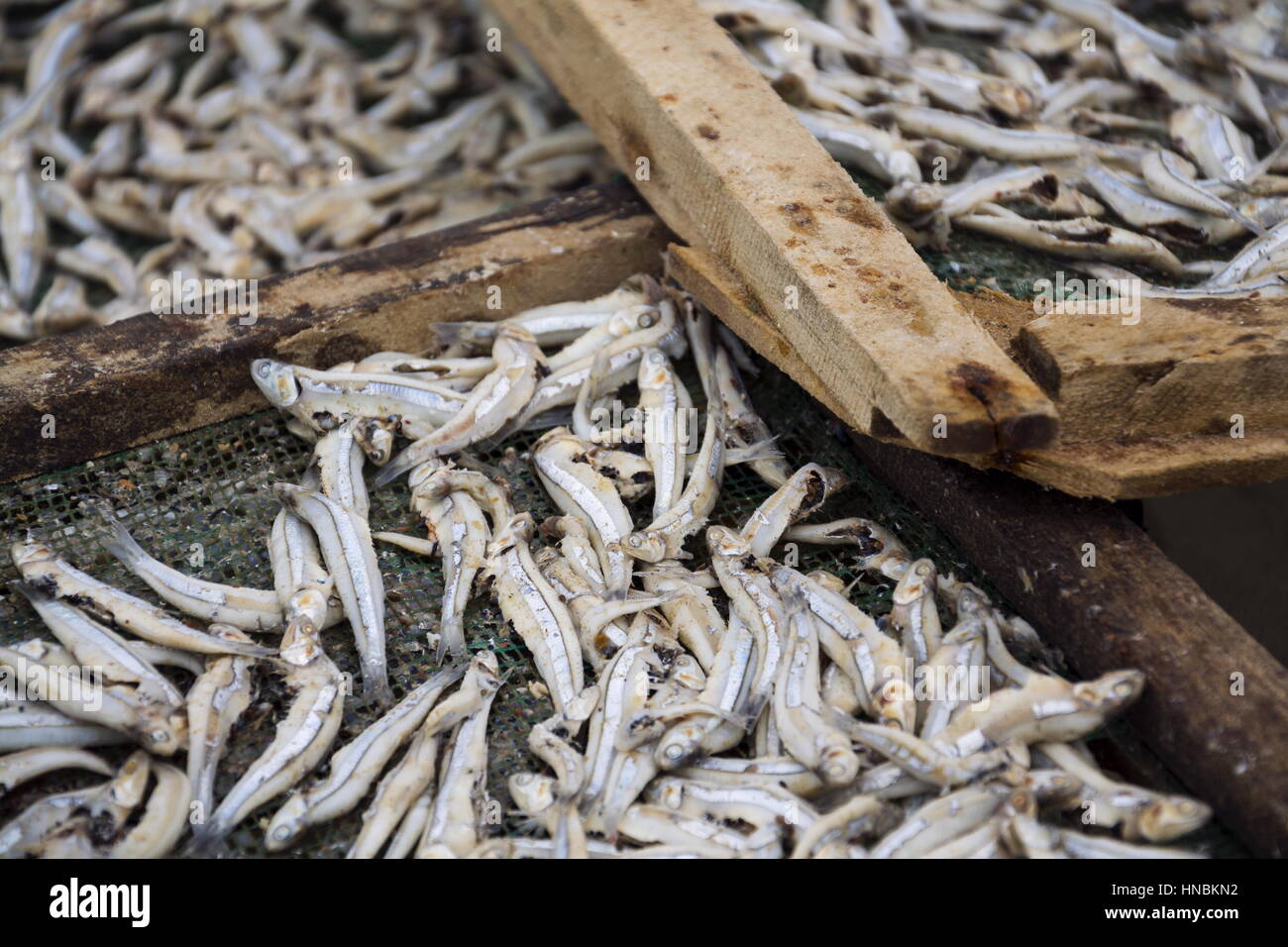 Anchovies drying for fish sauce production in Mui Ne, Vietnam Stock ...