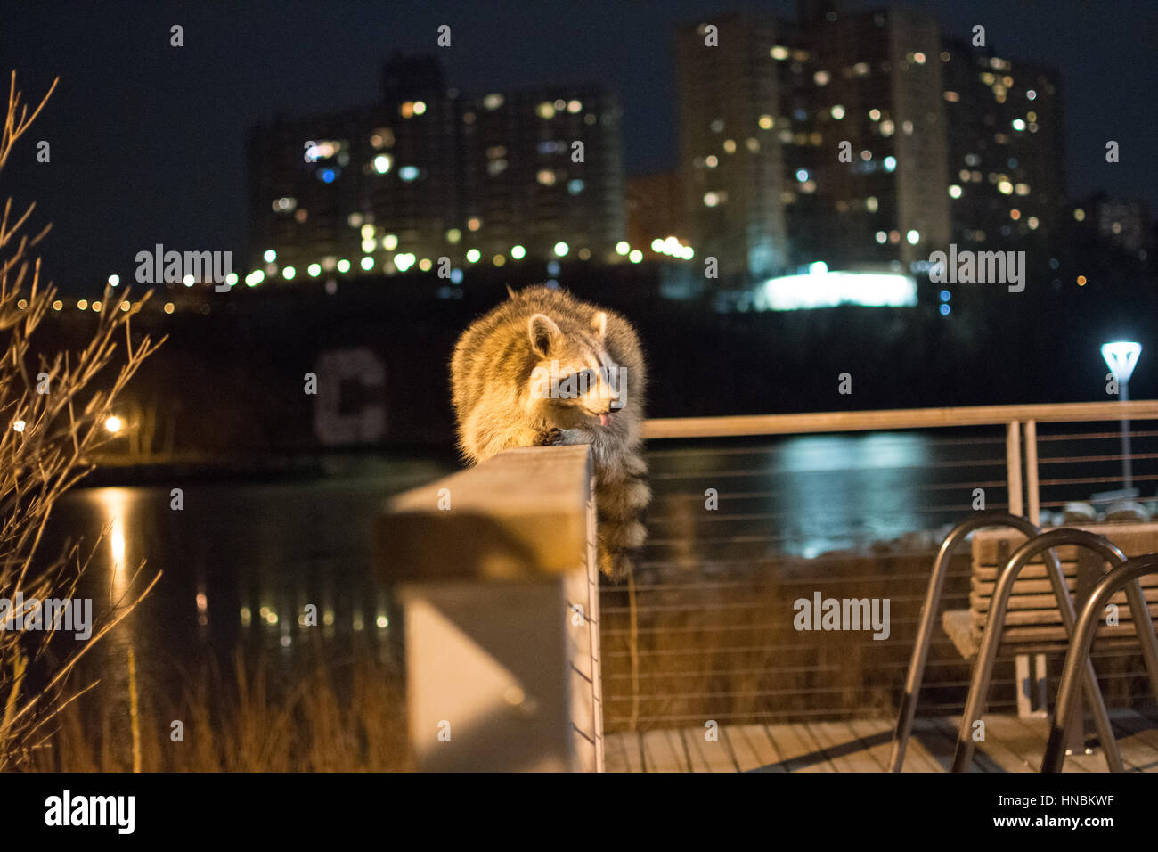 Tongue out raccoon hi-res stock photography and images - Alamy