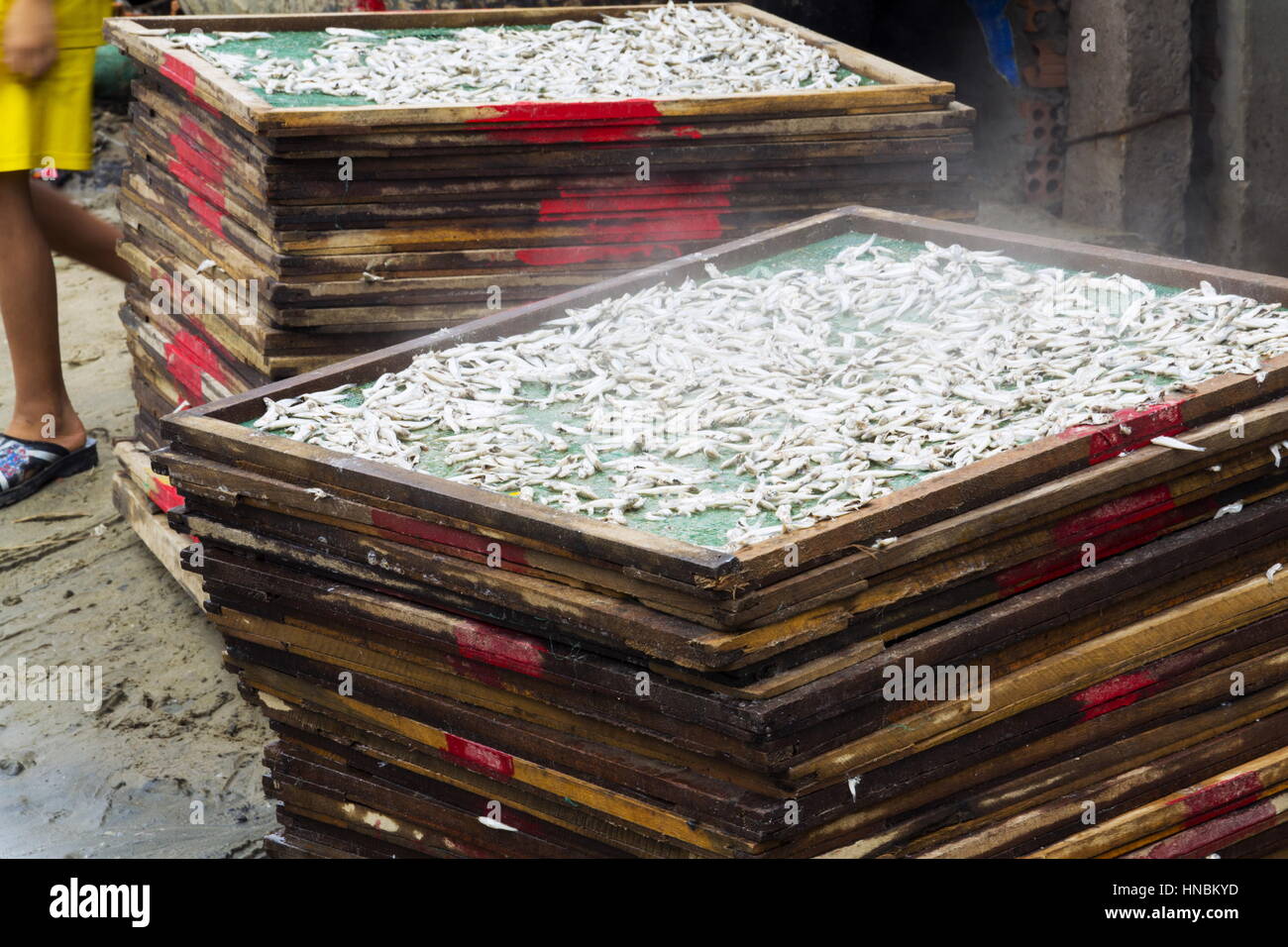 Anchovies drying for fish sauce production in Mui Ne, Vietnam Stock ...