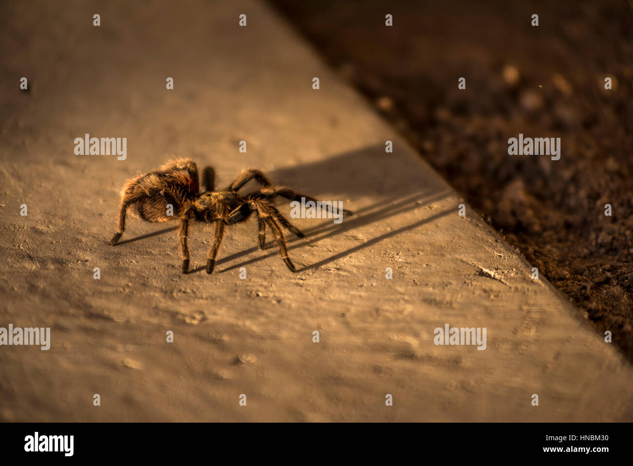 Chilean Rose Tarantula at sunset , Colchagua Valley , chile Stock Photo ...