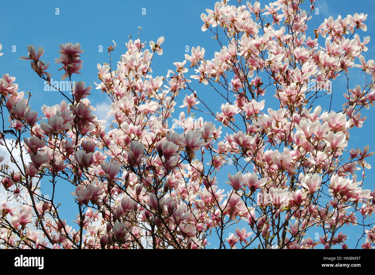 Pink tree flowers in the sky, Serbia Stock Photo - Alamy