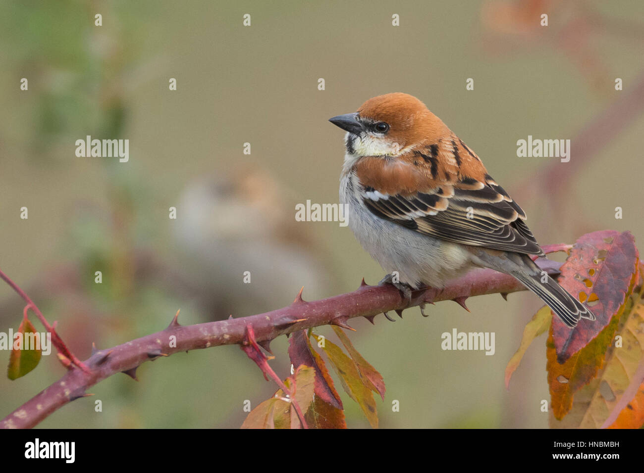 Rutilans hi-res stock photography and images - Alamy