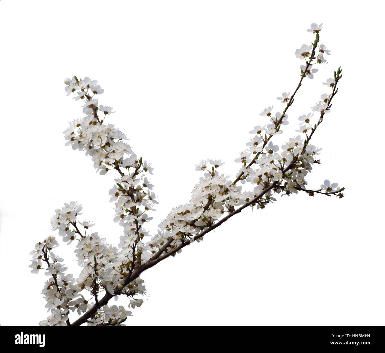Apricot flower isolated Stock Photo - Alamy