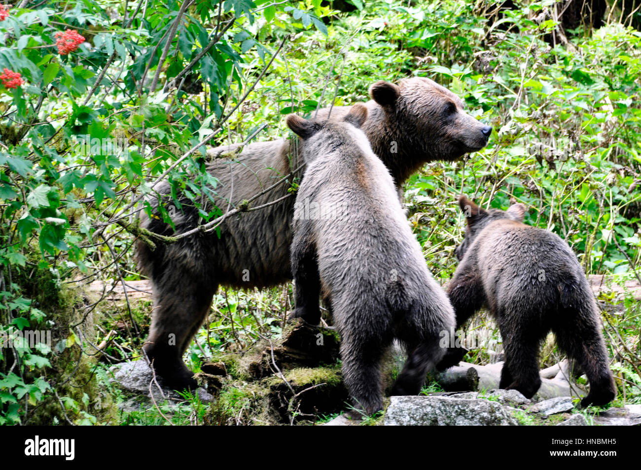 Tongass National Forest, Anan Creek wildlife observatory, Alaska, USA Stock Photo - Alamy