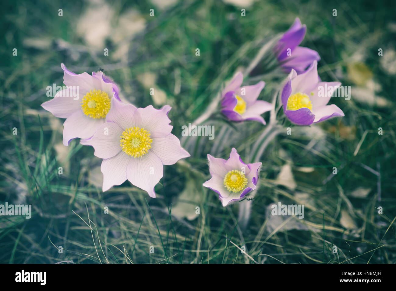 Pasque-flower in nature Stock Photo - Alamy